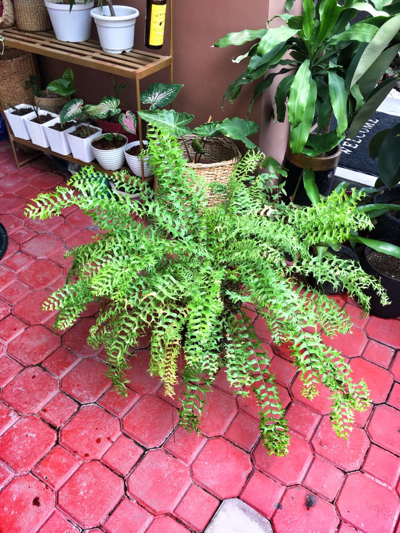 LUSH PERUVIAN FERN PLANT, Furniture & Home Living, Gardening, Plants ...