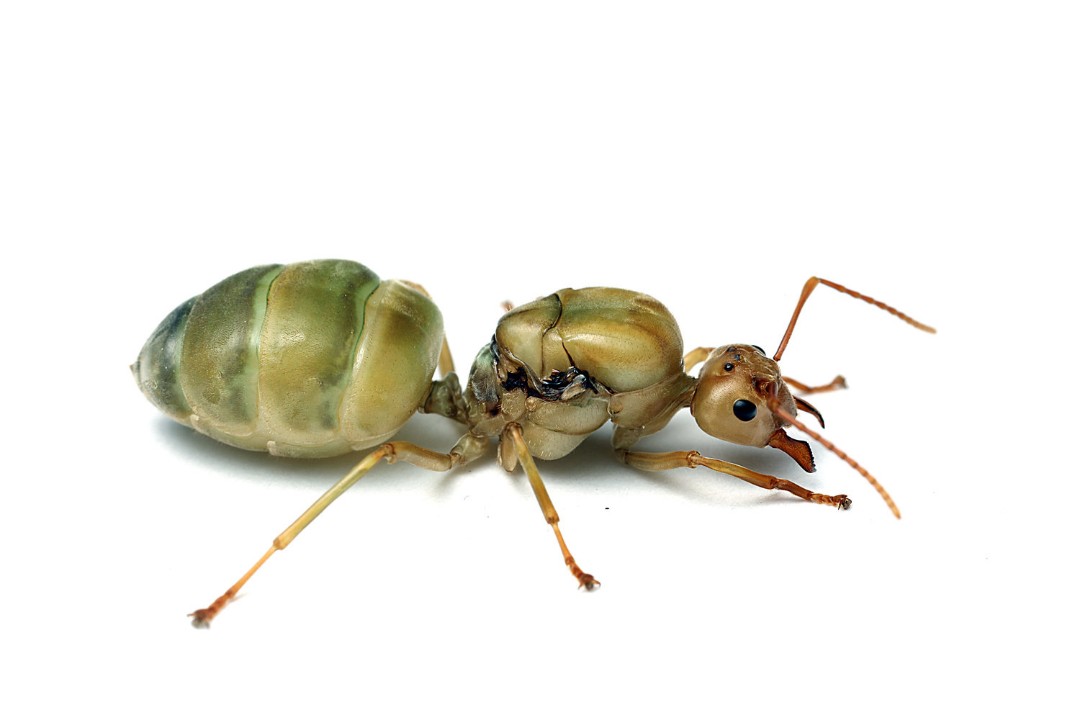 Queen Oecophylla smaragdina weaver queen ant, Hobbies & Toys, Toys ...