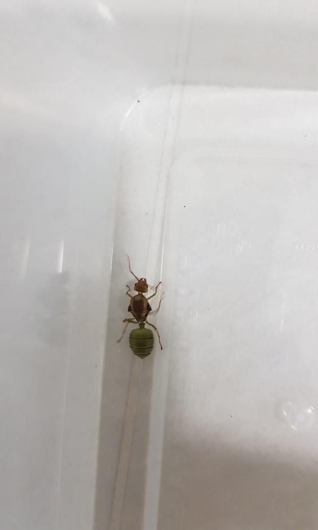 Queen Oecophylla smaragdina weaver queen ant, Hobbies & Toys, Toys ...