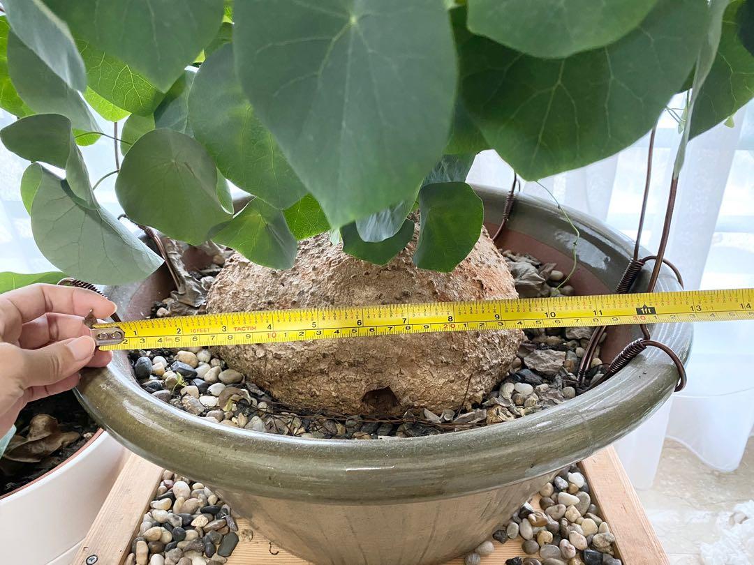 Stephania Suberosa biggest caudex!, Furniture & Home Living, Gardening ...