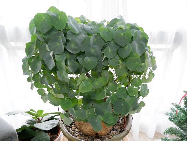 Stephania Suberosa biggest caudex!, Furniture & Home Living, Gardening ...