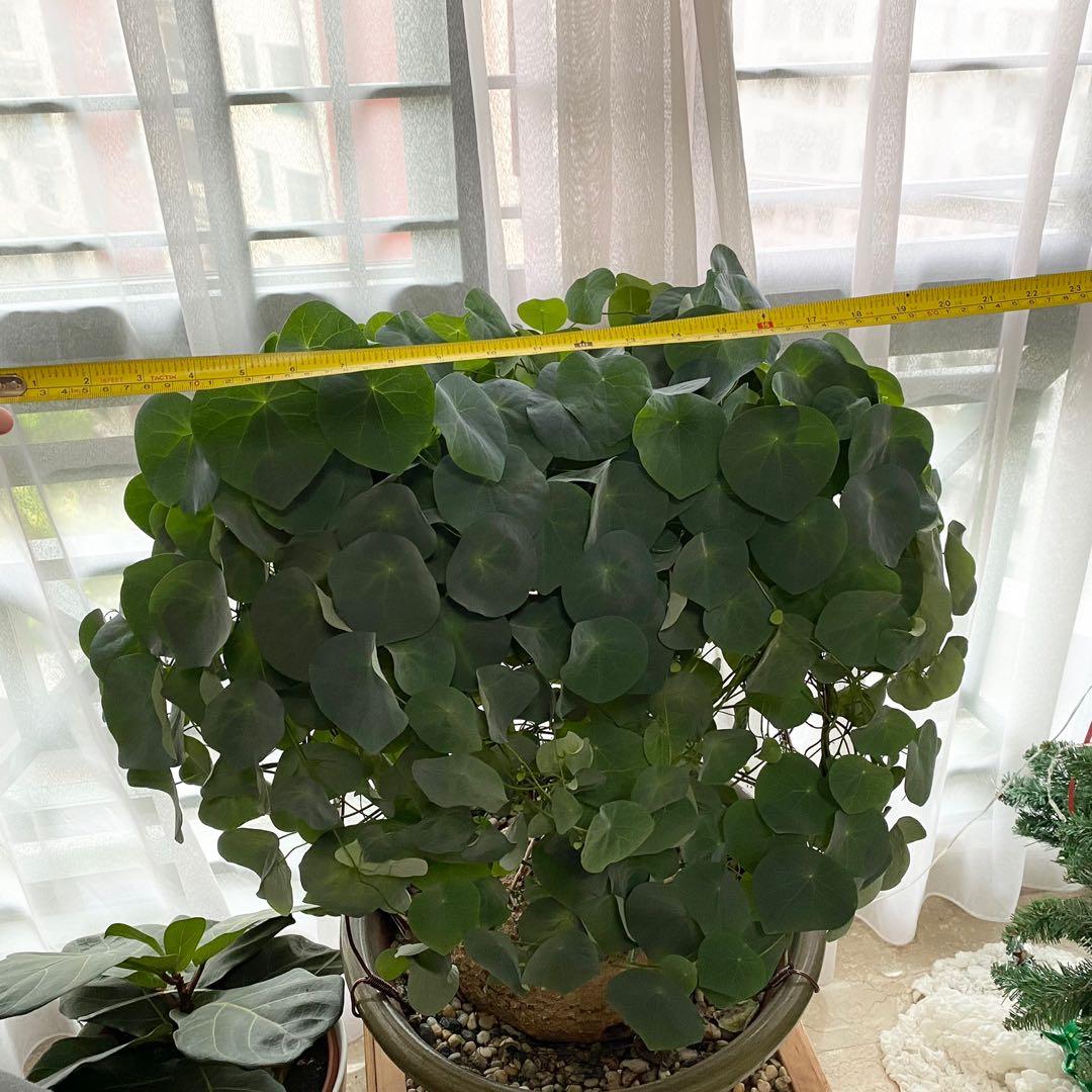 Stephania Suberosa biggest caudex!, Furniture & Home Living, Gardening ...