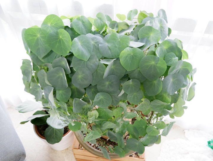 Stephania Suberosa biggest caudex!, Furniture & Home Living, Gardening ...