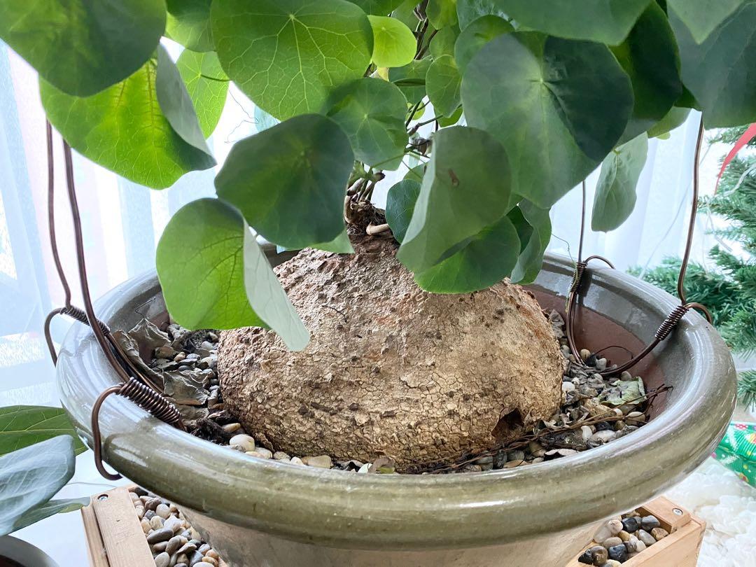 Stephania Suberosa biggest caudex!, Furniture & Home Living, Gardening ...
