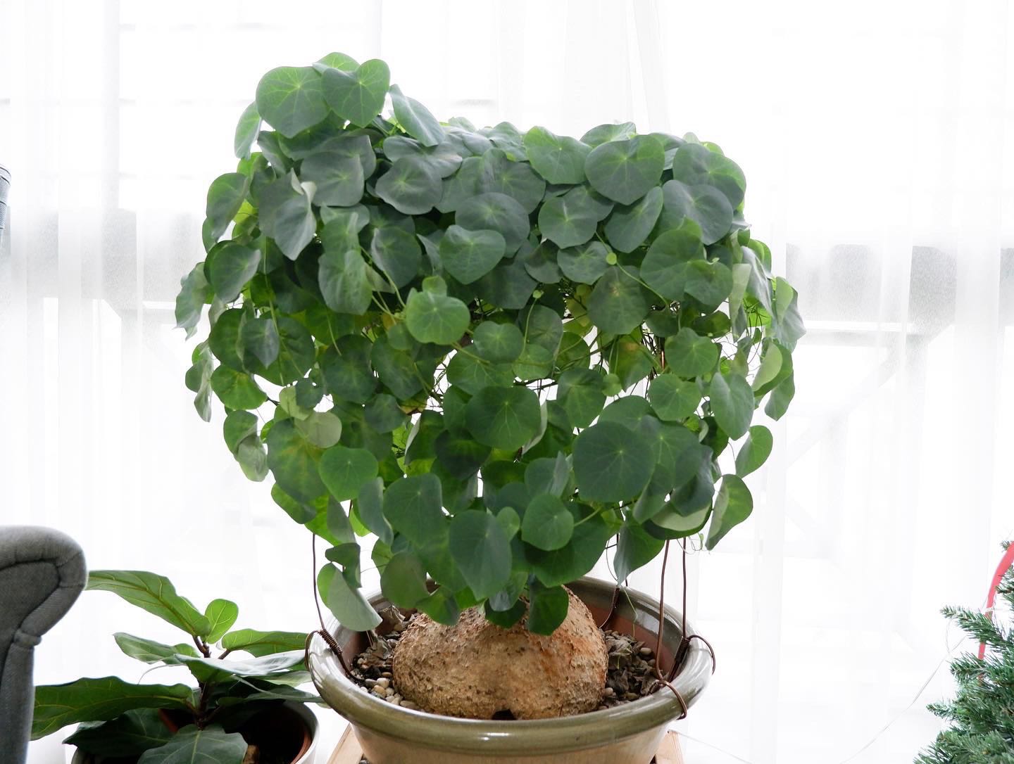 Stephania Suberosa biggest caudex!, Furniture & Home Living, Gardening ...