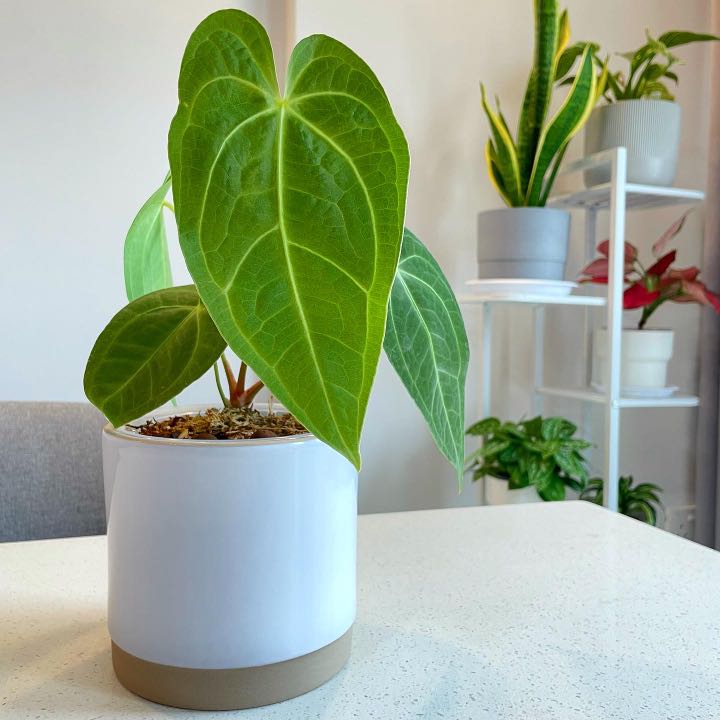 Anthurium Magnificum Verde, Furniture & Home Living, Gardening, Plants ...