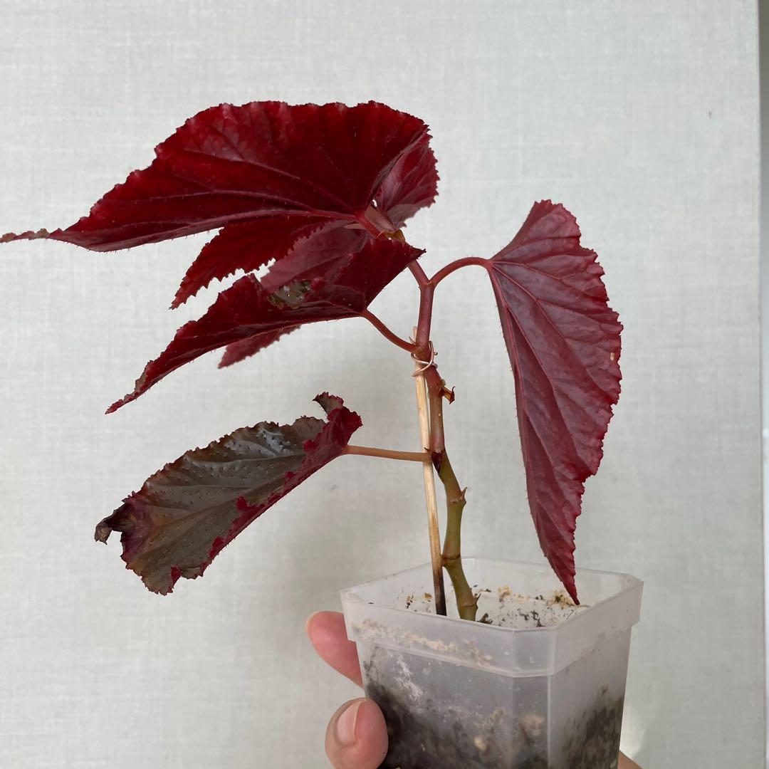 Begonia Black Magic rooted cutting, Furniture & Home Living, Gardening ...