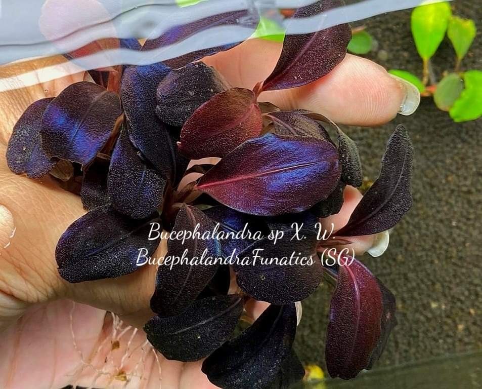 Bucephalandra sp X. W., Pet Supplies, Homes & Other Pet Accessories on ...