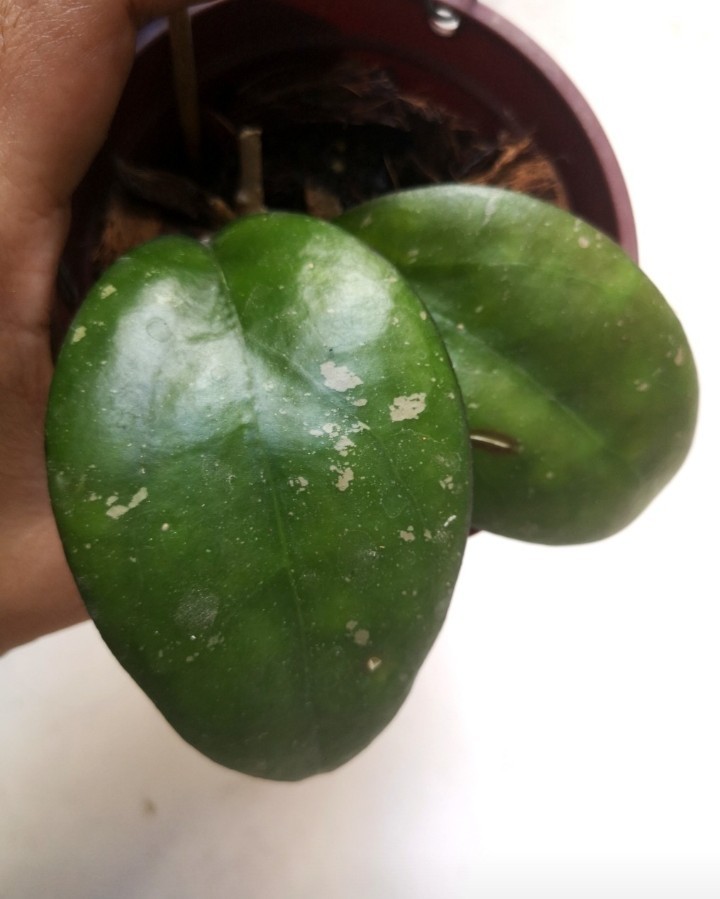 Hoya cv joy, Furniture & Home Living, Gardening, Plants & Seeds on ...