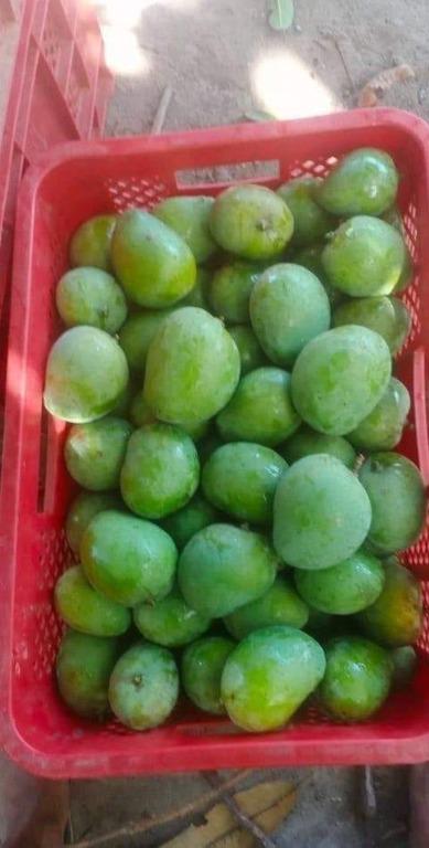 Indian Mango With Alamang, Food & Drinks, Fresh Produce on Carousell