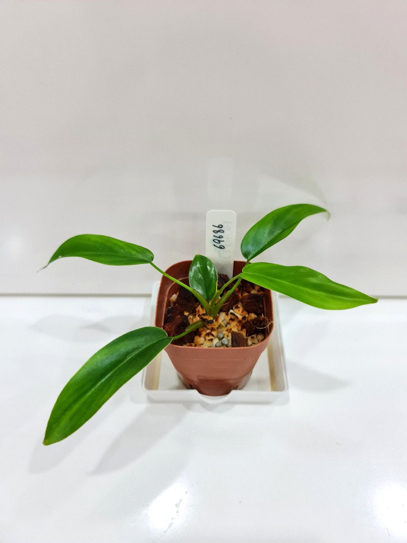 Philodendron 69686 (Juvenile), Furniture & Home Living, Gardening ...