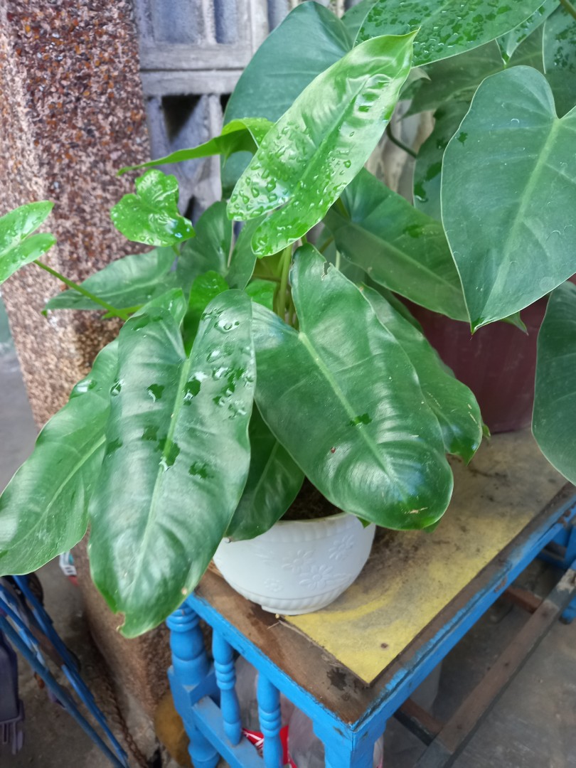 Pretty Lush Plant, Furniture & Home Living, Gardening, Pots & Planters ...