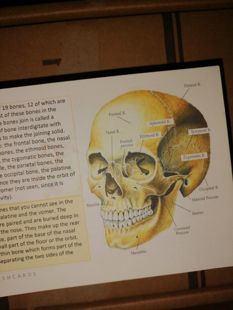 Bones Flashcards (from PT Flashcards on IG), Hobbies & Toys, Books ...