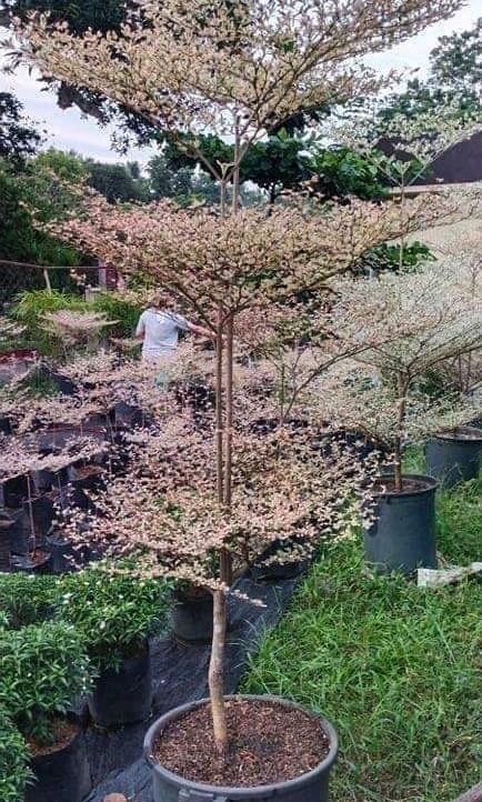 Variegated African talisay, Furniture & Home Living, Gardening, Pots ...