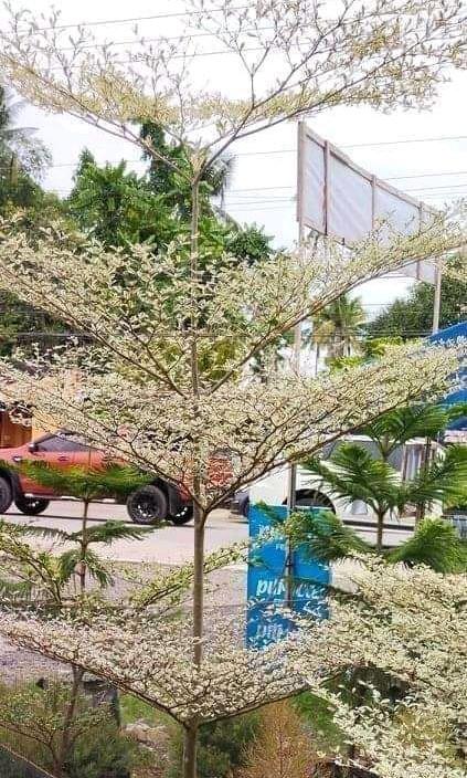 Variegated African talisay, Furniture & Home Living, Gardening, Pots ...