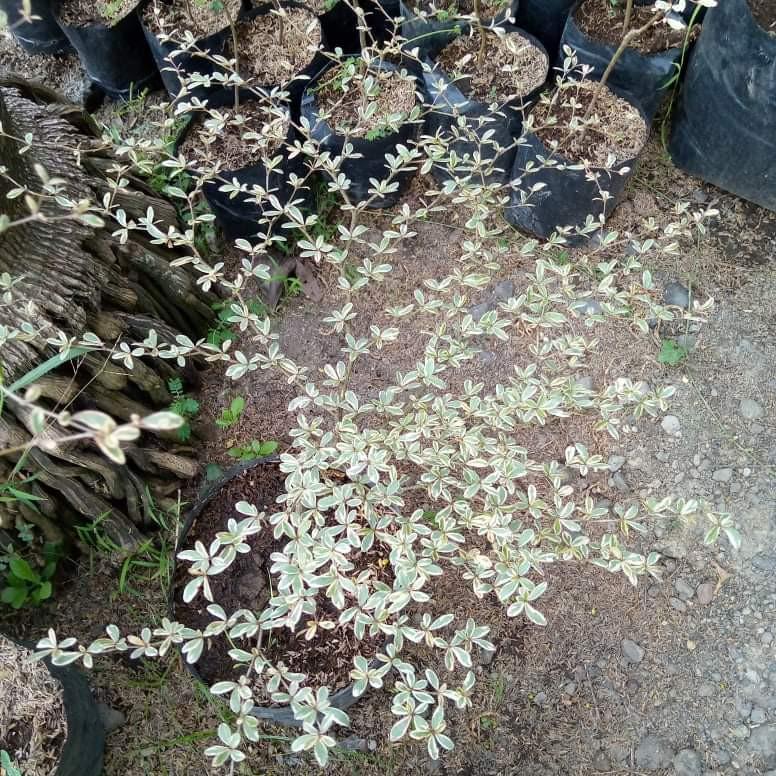 Variegated African talisay, Furniture & Home Living, Gardening, Pots ...