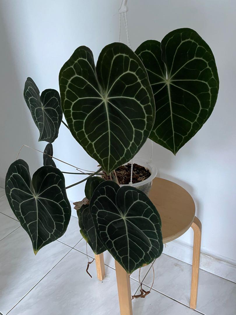 Anthurium clarinervium dark form, Furniture & Home Living, Gardening ...