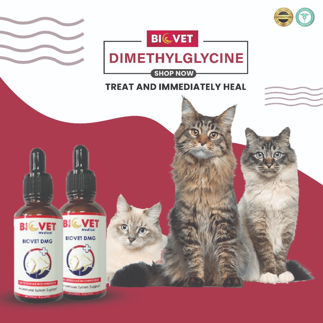 Biovet DMG, Pet Supplies, Health & Grooming on Carousell