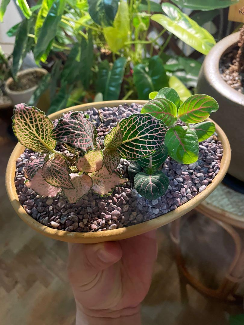 Fittonia arrangement in an oval Potta Planta pot, planted in premium ...