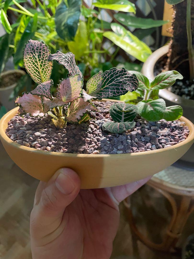 Fittonia arrangement in an oval Potta Planta pot, planted in premium ...