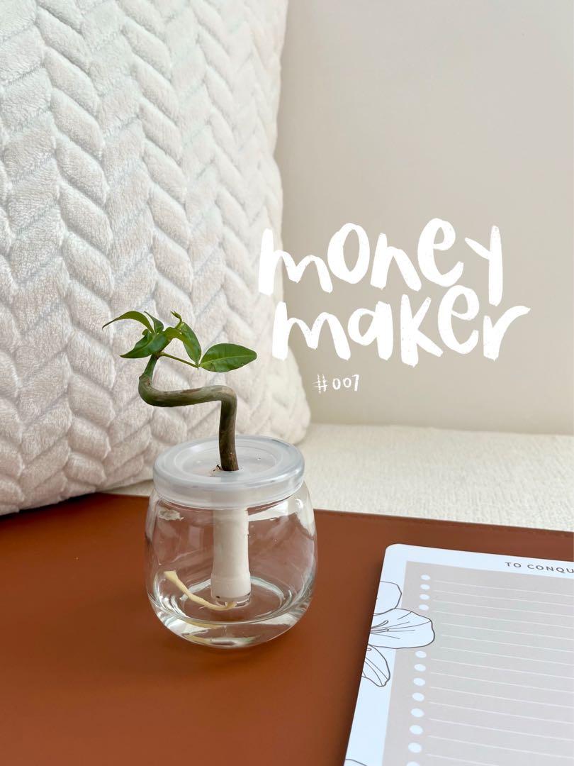 OUTDATED / Money Maker 007 / Pachira Macrocarpa / Table Top Trees ...