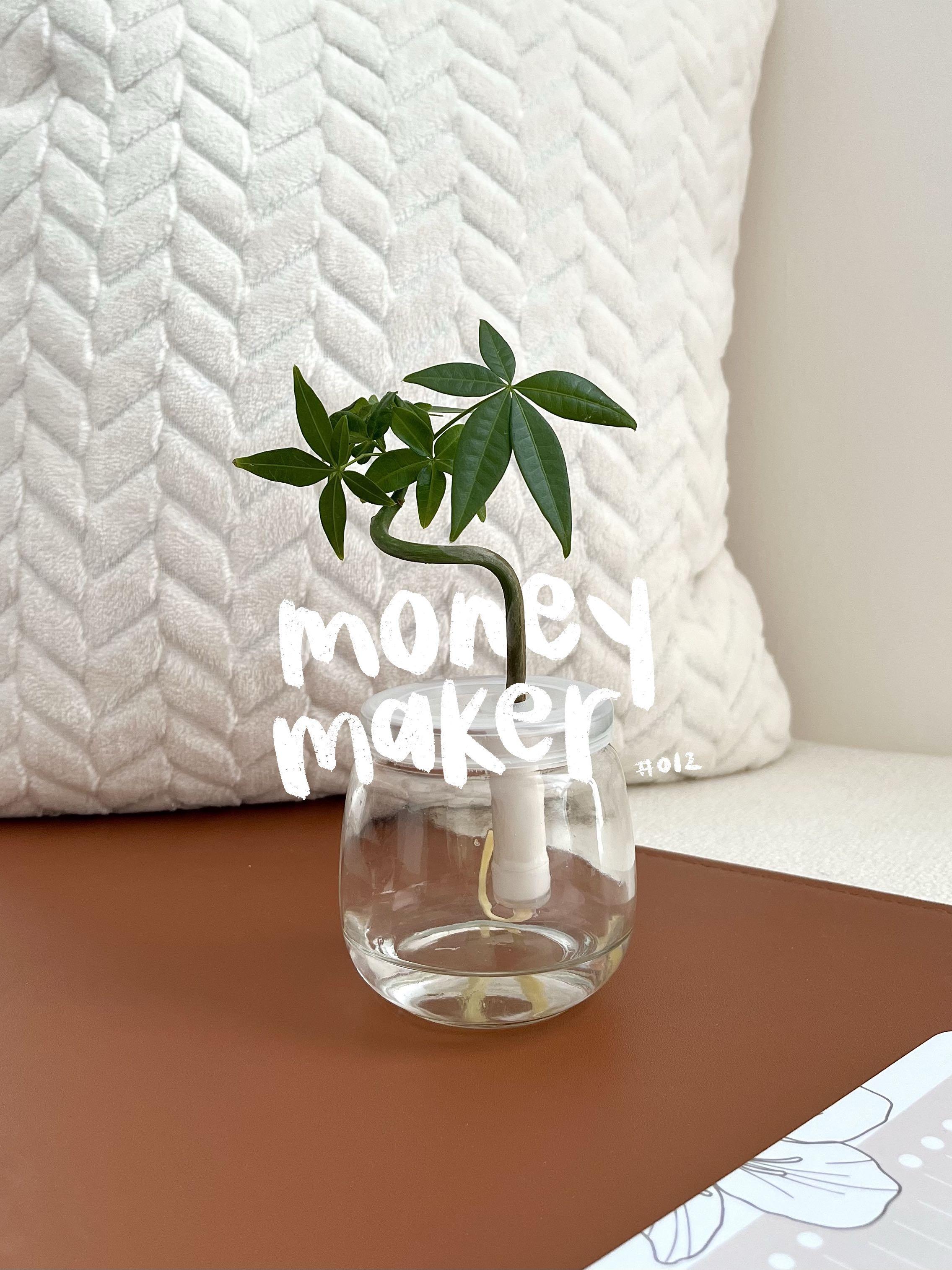 Money Maker 012 / Pachira Macrocarpa / Table Top Trees, Furniture ...