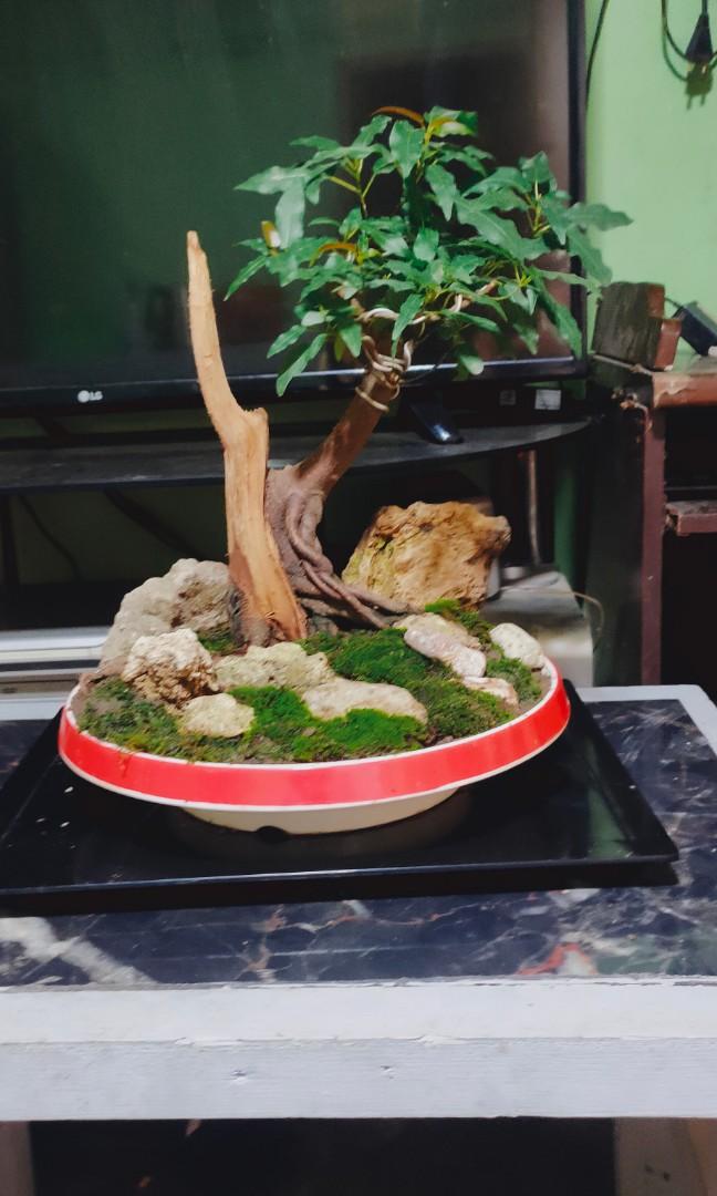 Red balete tanuki bonsai, Furniture & Home Living, Gardening, Plants ...