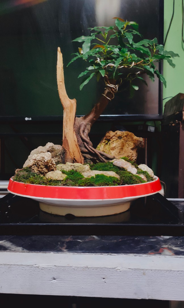 Red balete tanuki bonsai, Furniture & Home Living, Gardening, Plants ...