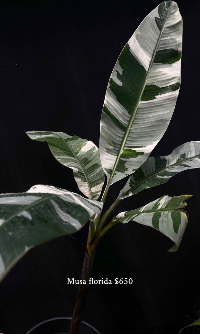 Variegated Banana (Musa Florida), Furniture & Home Living, Gardening ...
