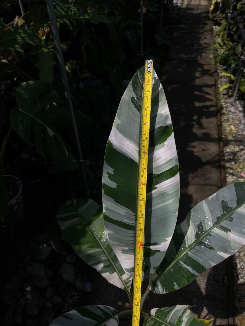 Variegated Banana (Musa Florida), Furniture & Home Living, Gardening ...
