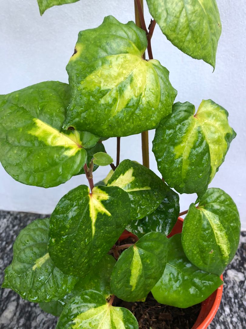 Variegated Piper, Furniture & Home Living, Gardening, Plants & Seeds on ...