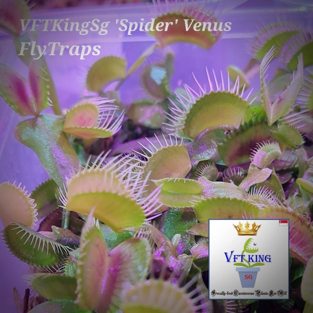 VFTKingSg 'Spider' Venus Flytrap., Furniture & Home Living, Gardening ...
