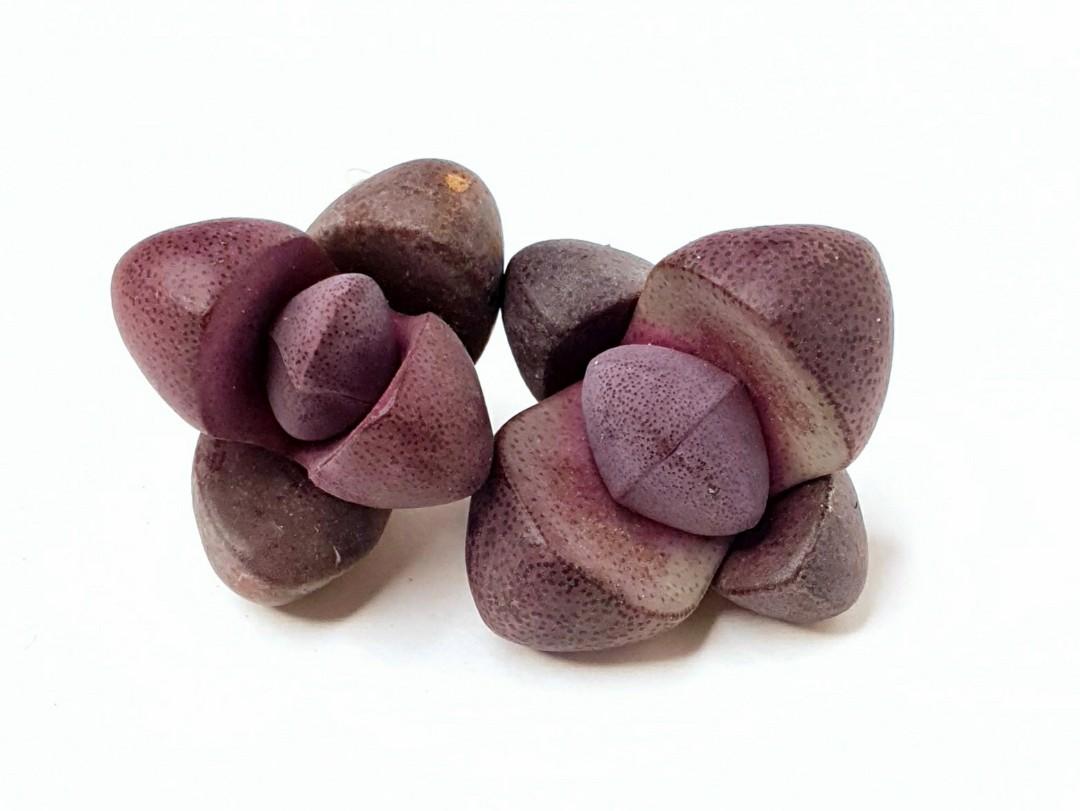 Lithops Pleiospilos Nelii - PURPLE LITHOPS, Furniture & Home Living ...