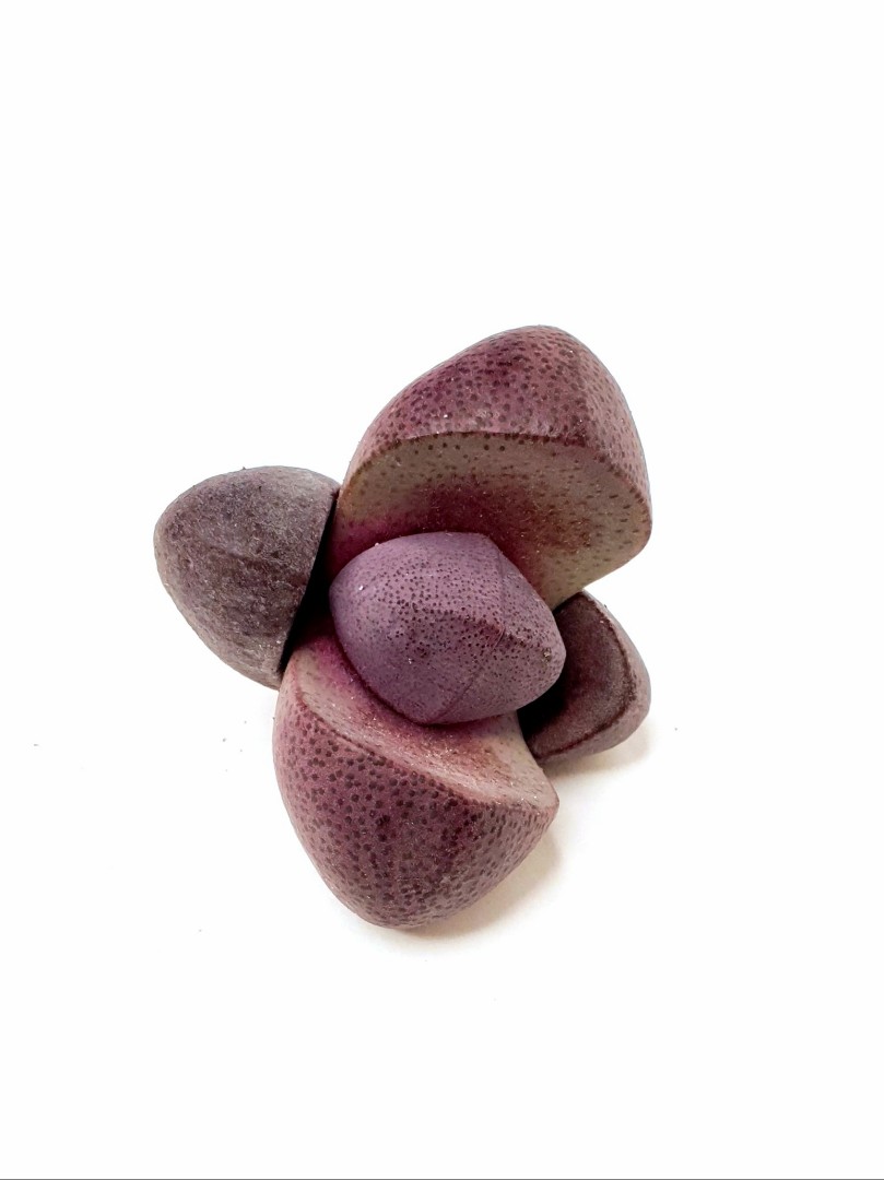 Lithops Pleiospilos Nelii - PURPLE LITHOPS, Furniture & Home Living ...