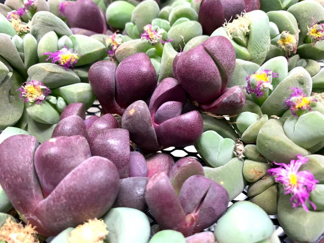 Lithops Pleiospilos Nelii - PURPLE LITHOPS, Furniture & Home Living ...