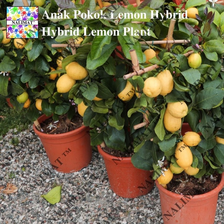 Pokok Lemon Australia Hybrid Cepat Berbuah Pokok Rendah Boleh Tanam Dlm ...