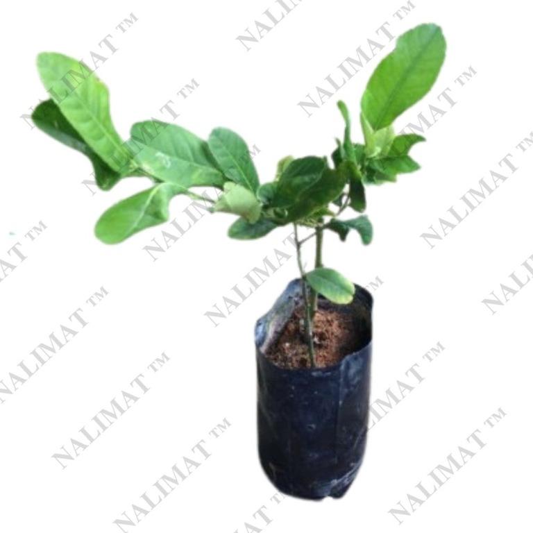 Pokok Lemon Australia Hybrid Cepat Berbuah Pokok Rendah Boleh Tanam Dlm ...