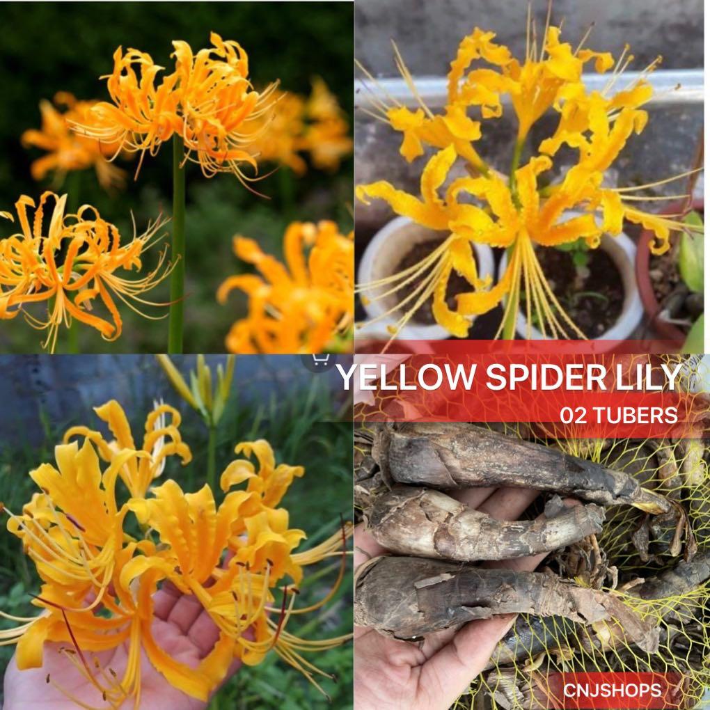 SPIDER LILY RADOM COLORS YELLOW /RED/PINK BLUE 02 TUBERS, Furniture ...
