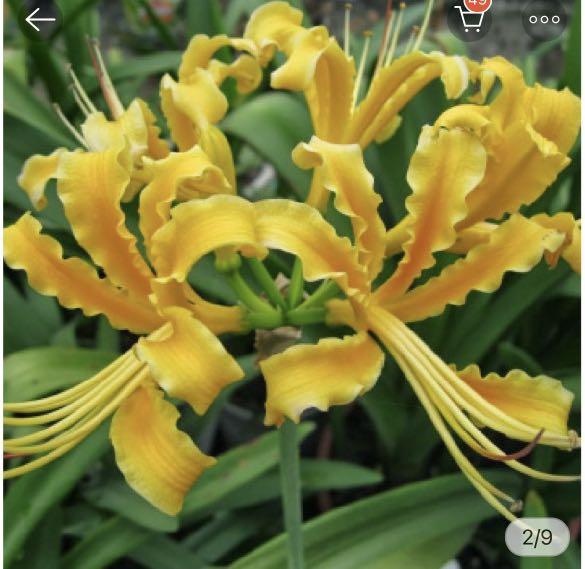 SPIDER LILY RADOM COLORS YELLOW /RED/PINK BLUE 02 TUBERS, Furniture ...