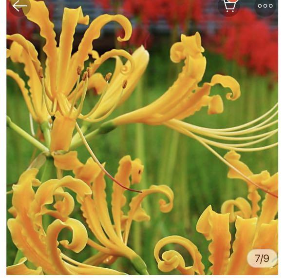 SPIDER LILY RADOM COLORS YELLOW /RED/PINK BLUE 02 TUBERS, Furniture ...