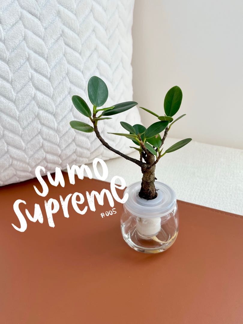 Sumo Supreme 005 / Ficus Pubinervis / Table Top Trees, Furniture & Home ...