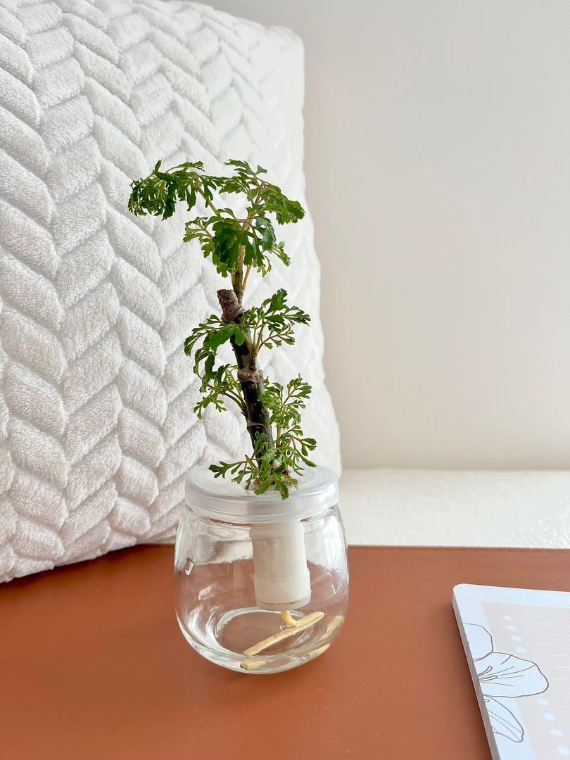 Super Shady 001 / Polyscias Guilfoylei / Table Top Trees, Furniture ...