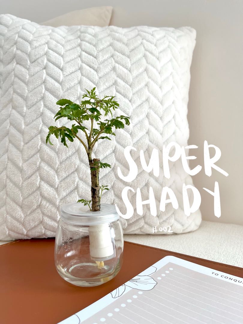 Super Shady 002 / Polyscias Guilfoylei / Table Top Trees, Furniture ...