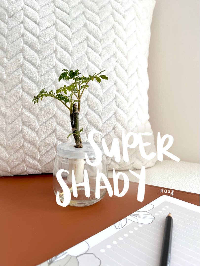 Super Shady 008 / Polyscias Guilfoylei / Table Top Trees, Furniture ...