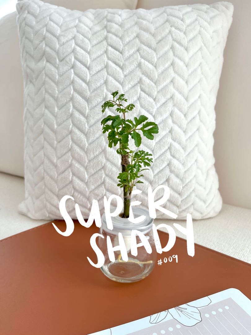 Super Shady 009 / Polyscias Guilfoylei / Table Top Trees, Furniture ...