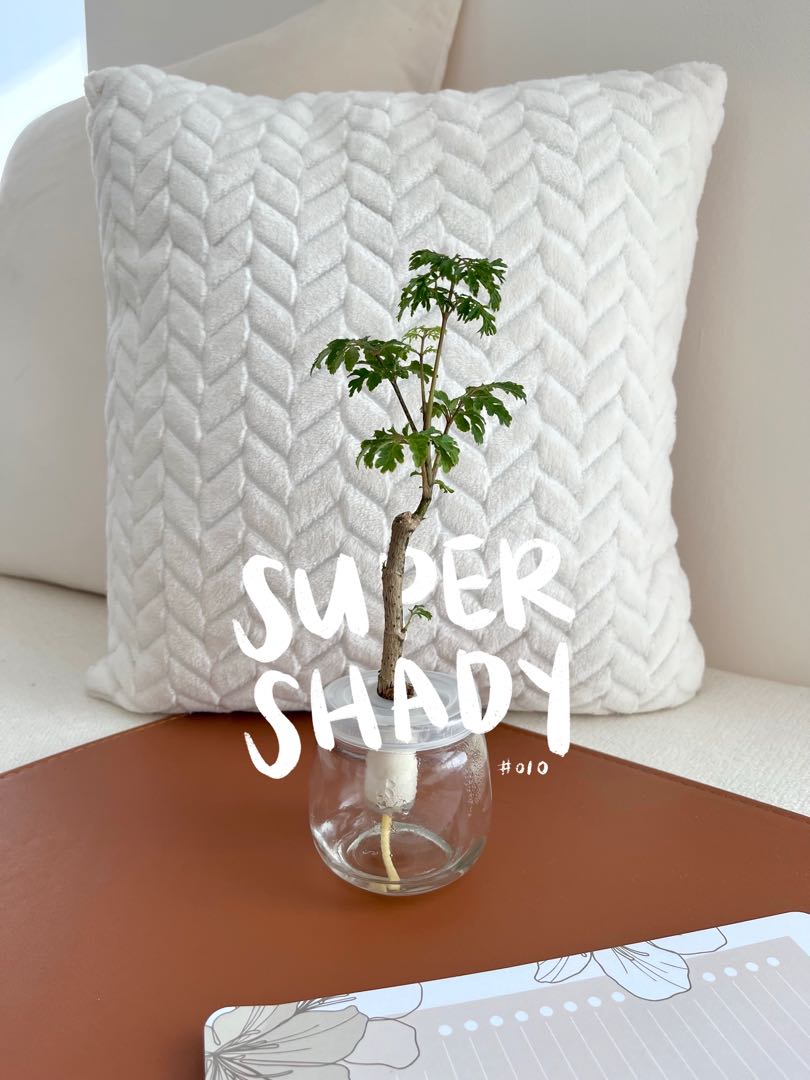 Super Shady 010 / Polyscias Guilfoylei / Table Top Trees, Furniture ...