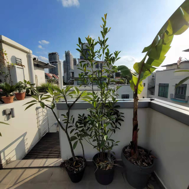 Tall ficus tree 3m/10feet, Furniture & Home Living, Gardening, Plants ...