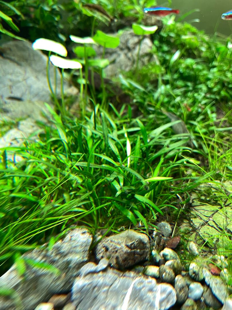 Cryptocoryne Parva (Crypt Parva), Furniture & Home Living, Gardening ...