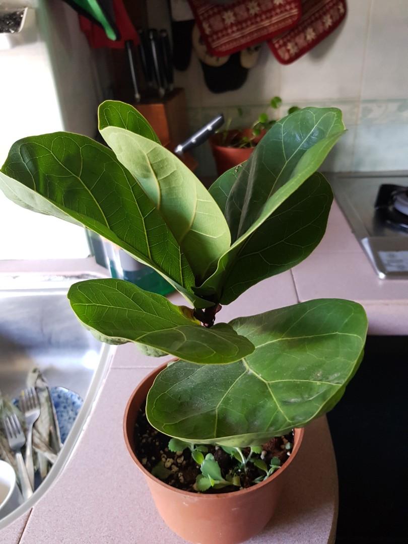 FICUS LYRATA, Furniture & Home Living, Gardening, Plants & Seeds on Carousell