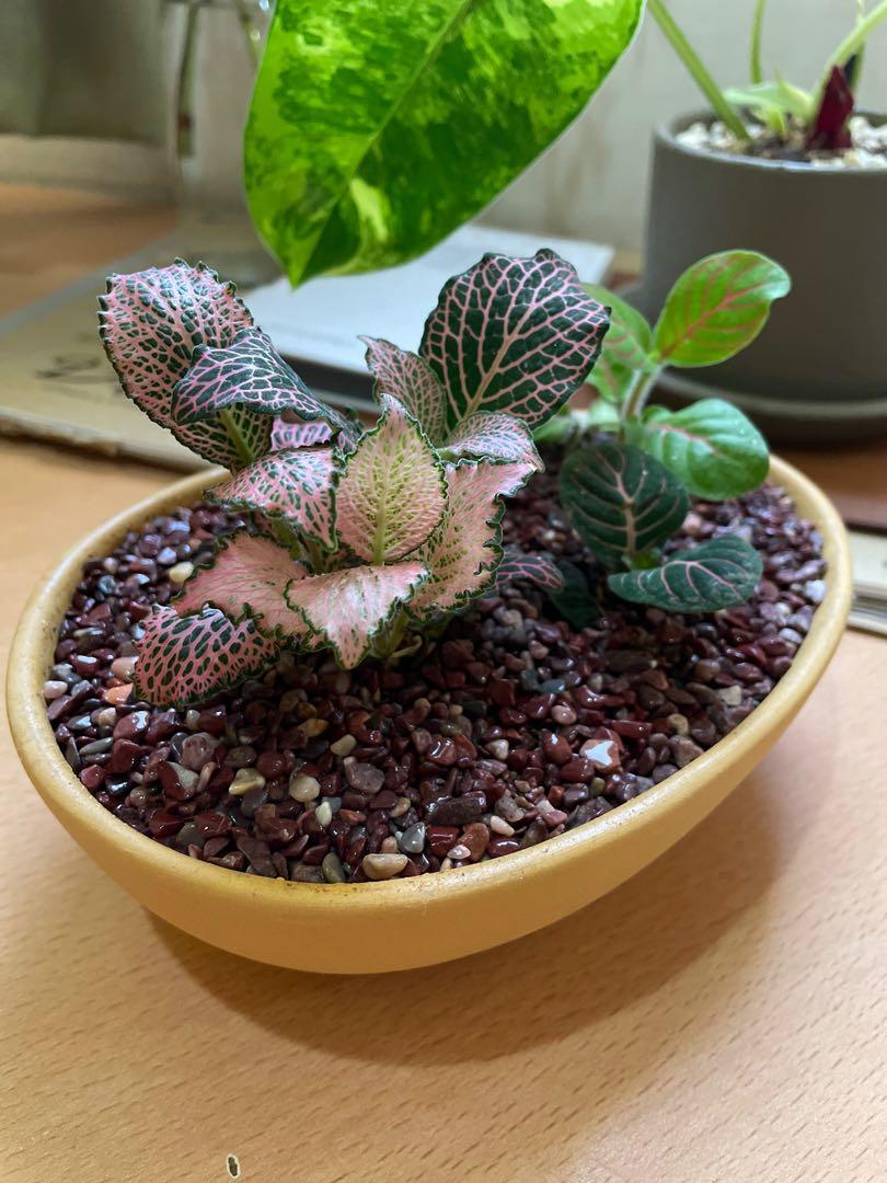 Fittonia arrangement in an oval Potta Planta pot, planted in premium ...